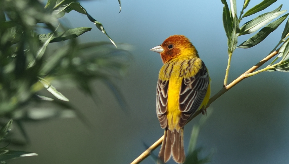 Bulgan river, Khovd birding with Silas Olofson | Birding tour Mongolia ...