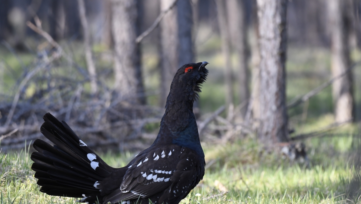 Taiga forest, Gobi desert, high mountain and steppe lakes. Dutch group ...