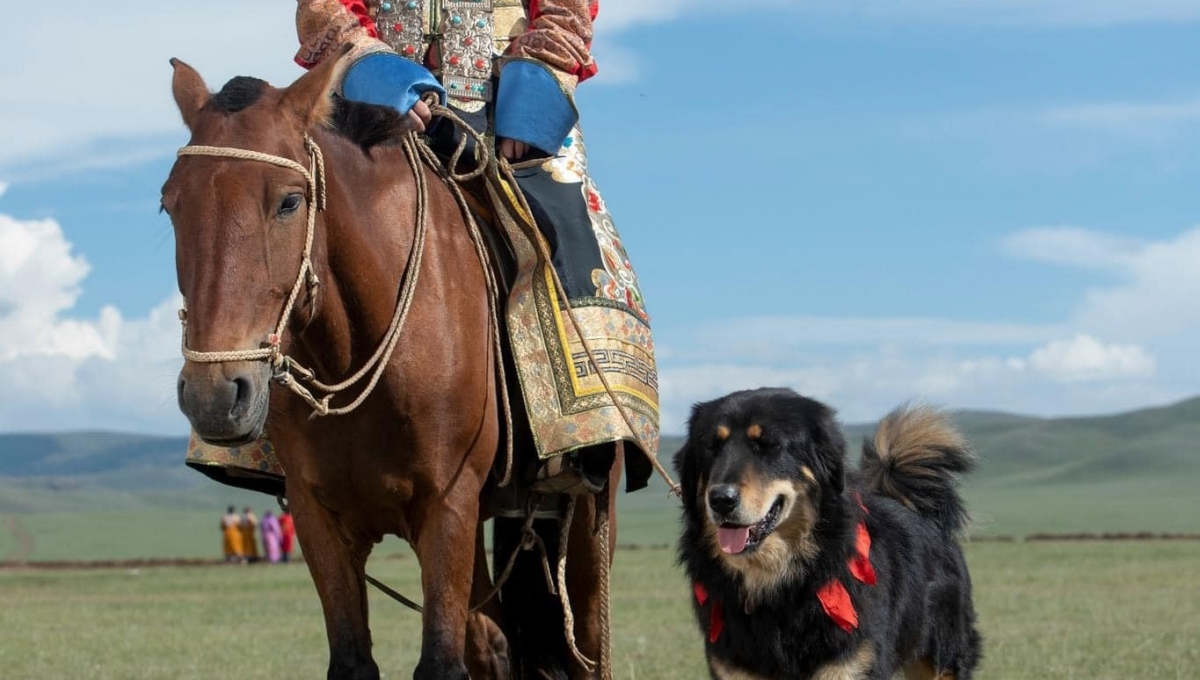 Paws of the Steppe: Meet Mongolia’s Legendary Bankhar, Mastiff Dogs in ...