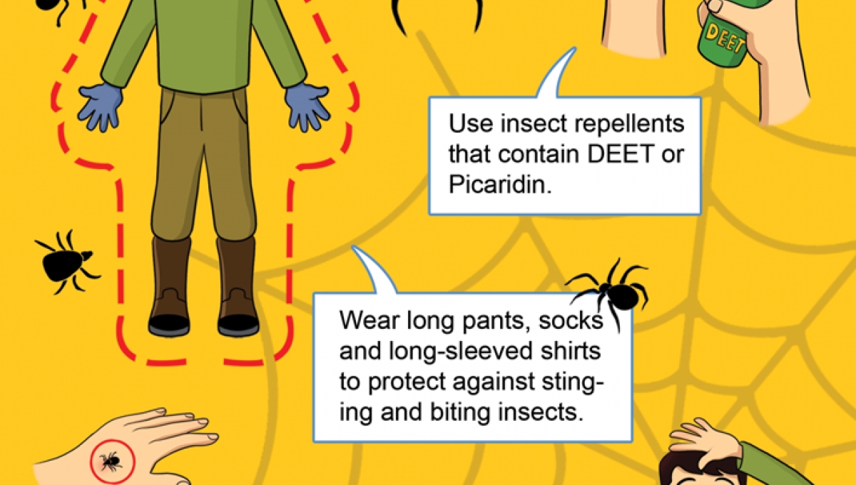 Safety tips for insects, spiders and ticks | Insects bite| Spider ...
