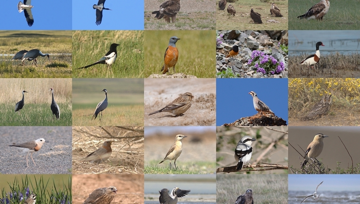 Gobi desert and Steppe lakes birding tour with a group from Thailand ...