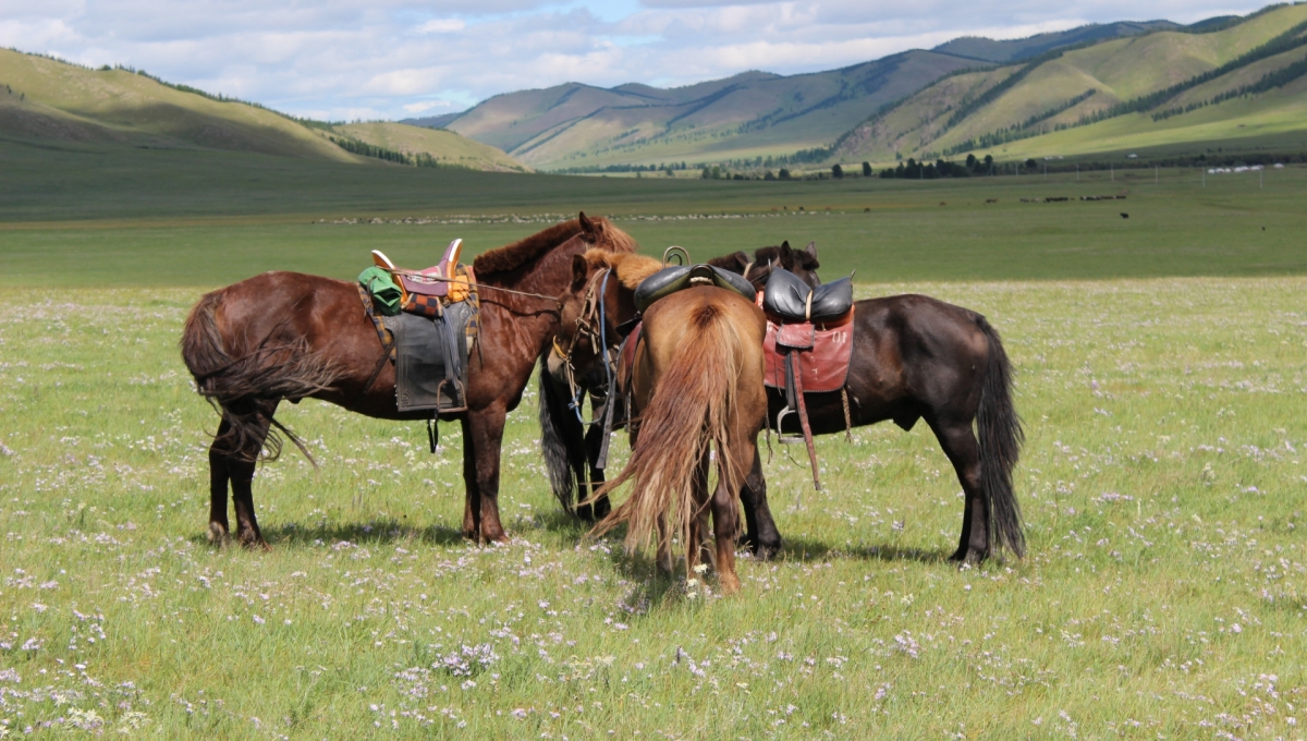 Horse riding Orkhon valley | orkhon valley, travel to Mongolia, horse riding Mongolia, trip to ...
