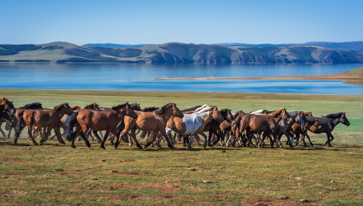 Khuvsgul Lake full round | Northern Mongolia |Mongolian taiga |Taiga ...